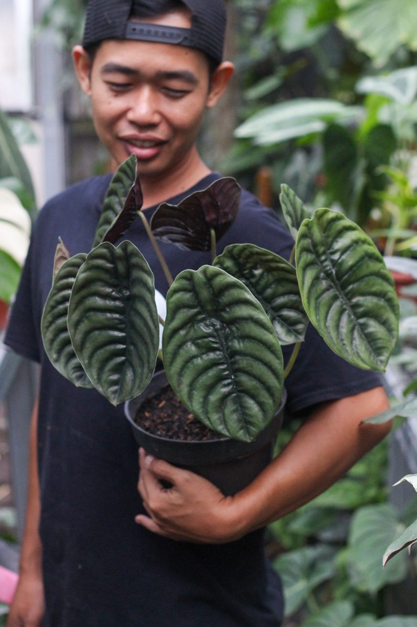 Alocasia Cuprea - Alocasia dengan corak yang elegan dan unik
